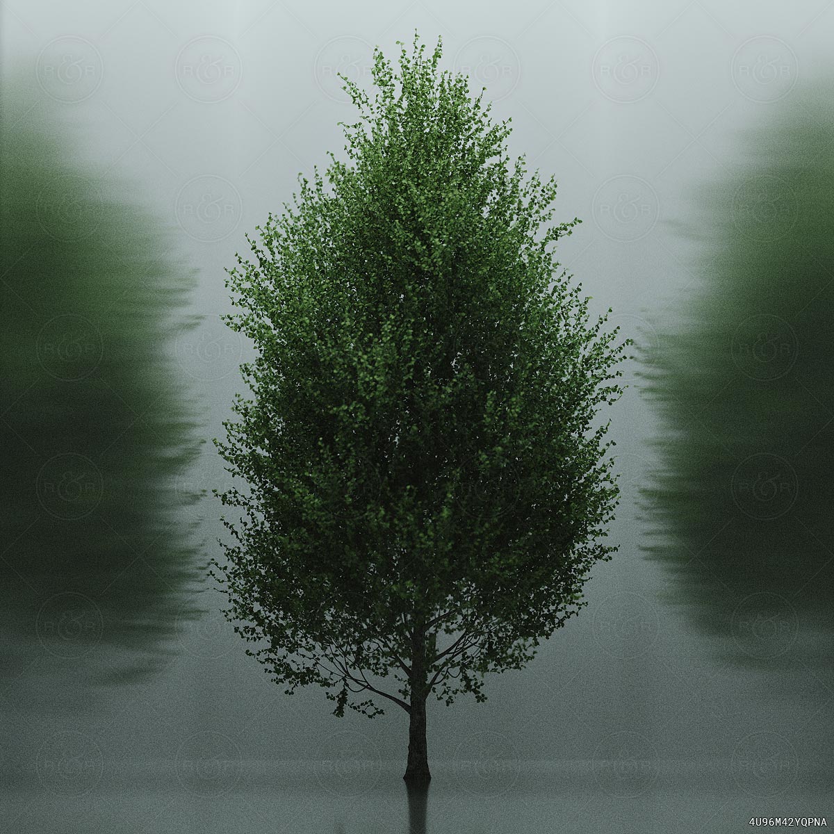 Compression – Raw & Rendered